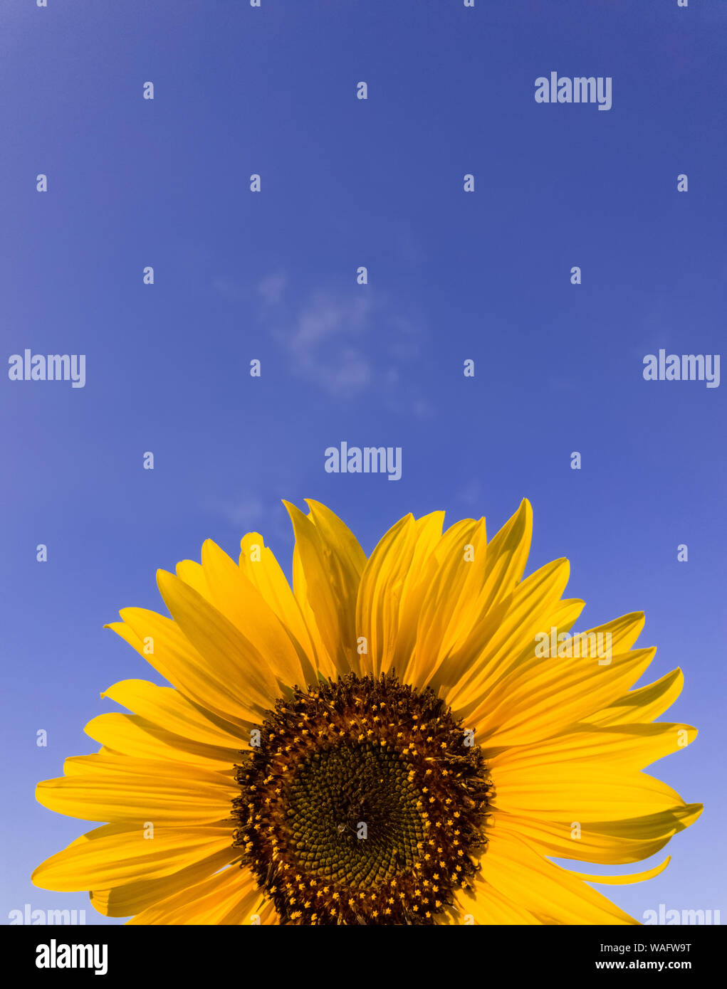 Nature plant sunflower hi-res stock photography and images - Alamy
