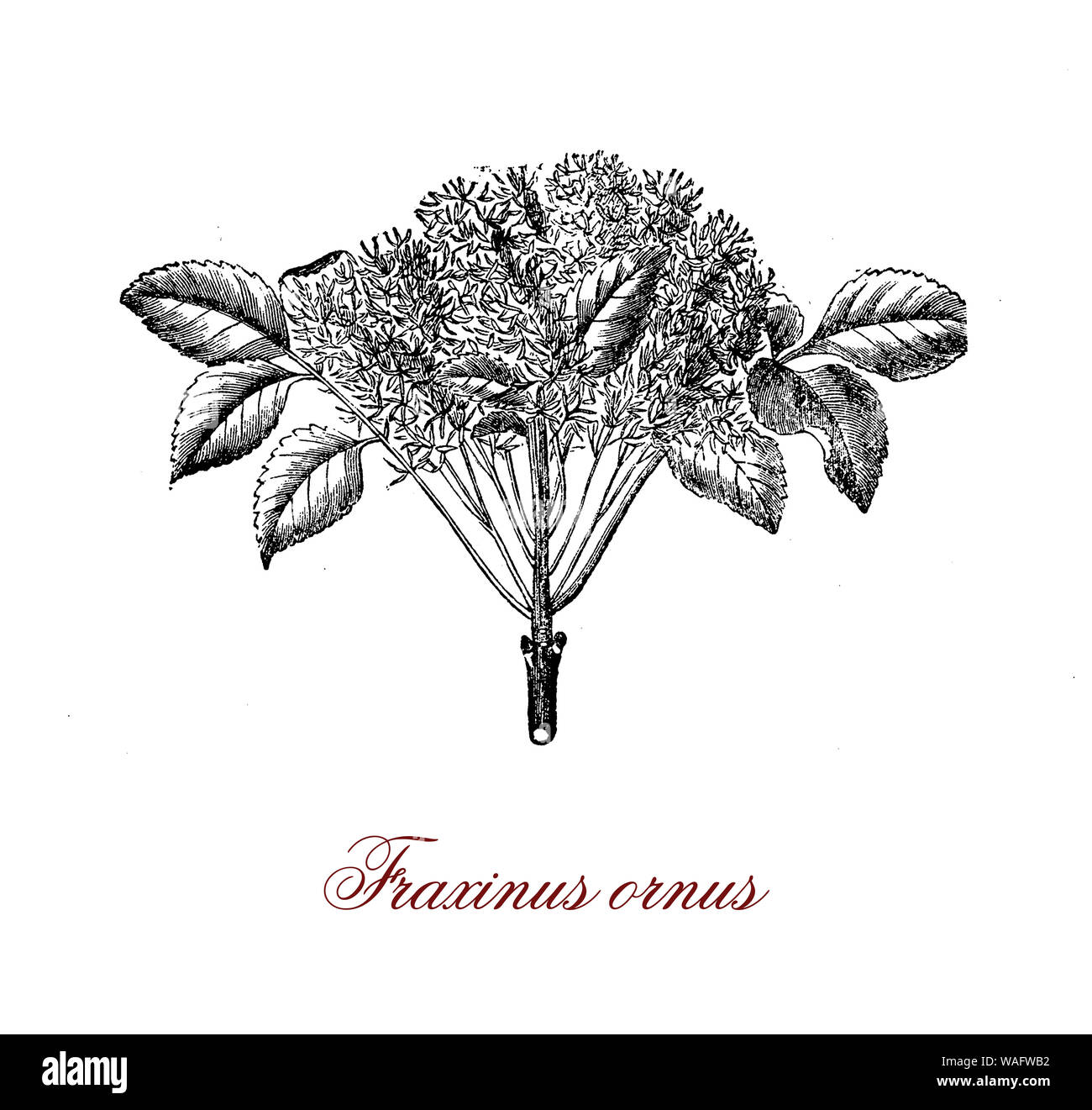 Fraxinus Ornus Manna