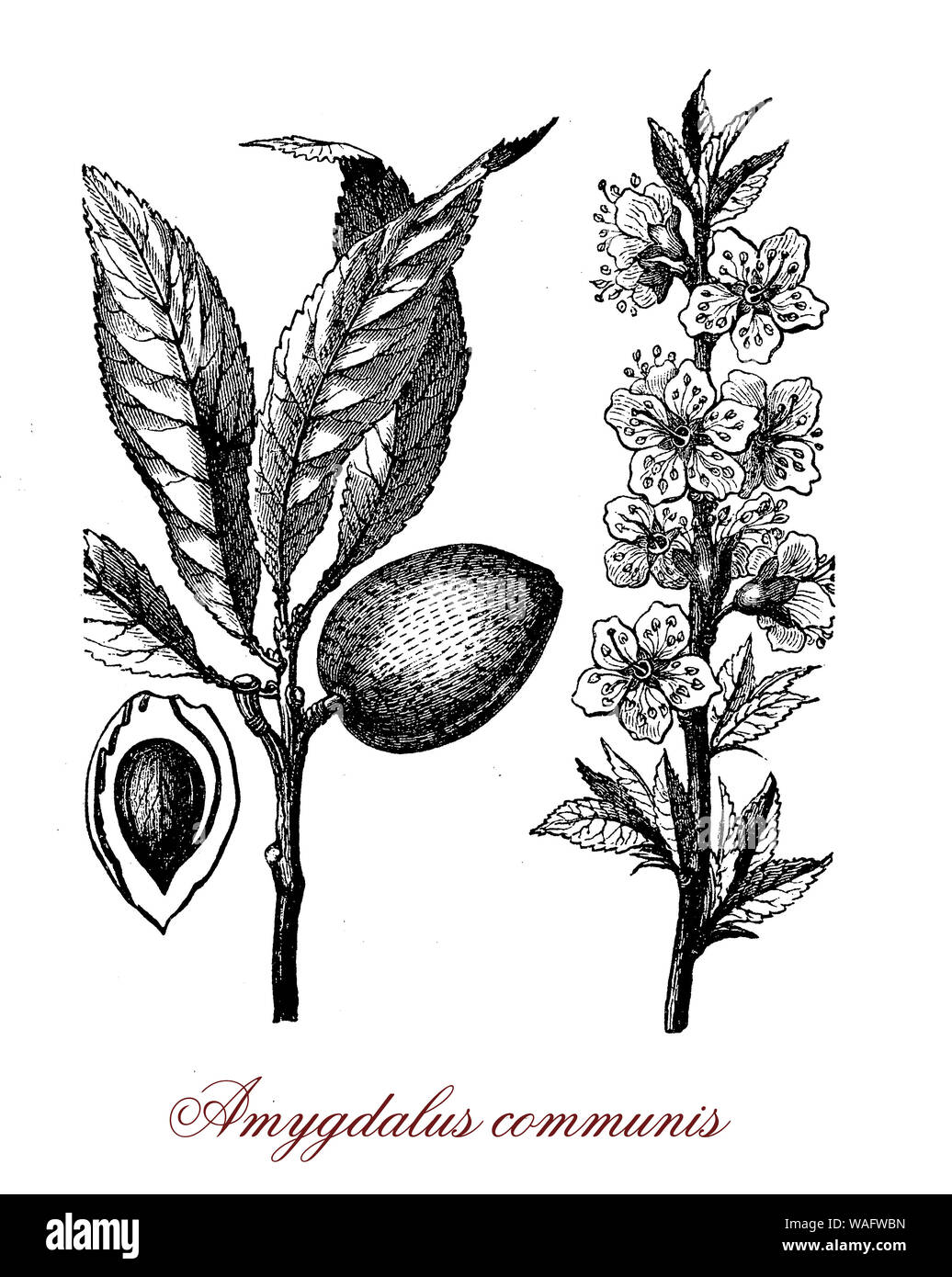 Landscape edible hi-res stock photography and images - Alamy