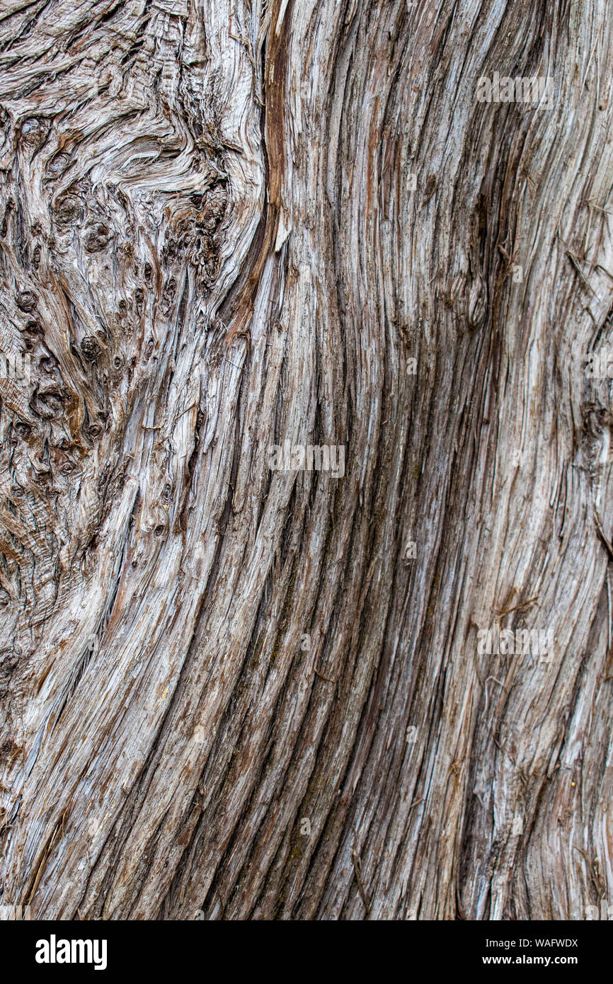 Wooden panel showing grain hi-res stock photography and images - Alamy