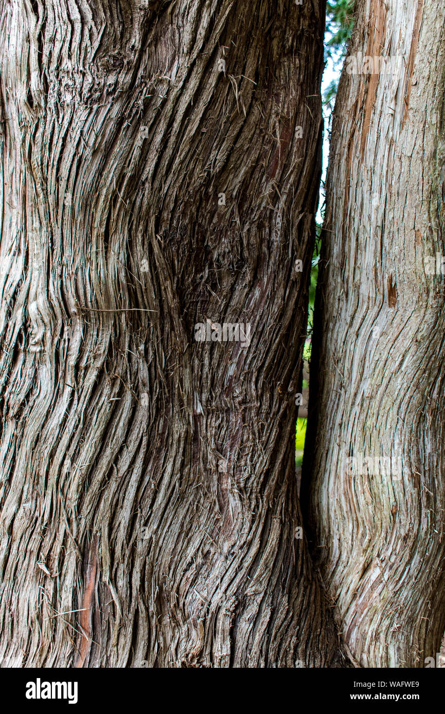 Wooden panel showing grain hi-res stock photography and images - Alamy