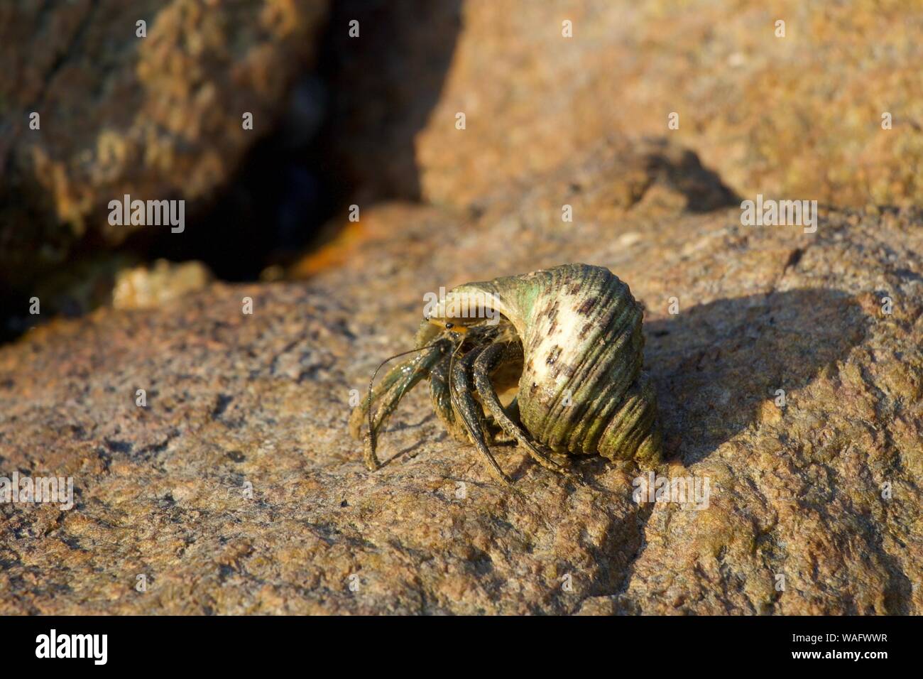 Large male hermit crab in green shell close up Stock Photo - Alamy