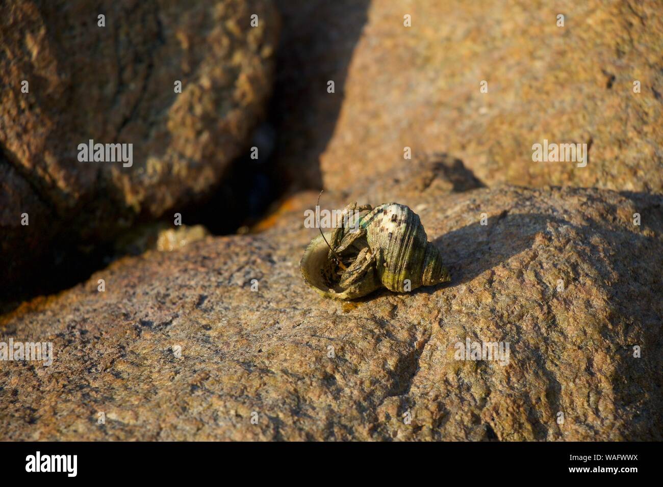 Male hermit crab hi-res stock photography and images - Alamy