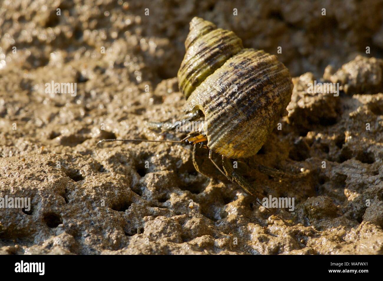 Large hermit crab hi-res stock photography and images - Alamy