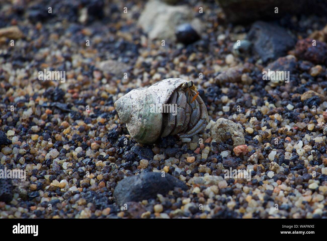 Green shell large female hermit crab Stock Photo - Alamy
