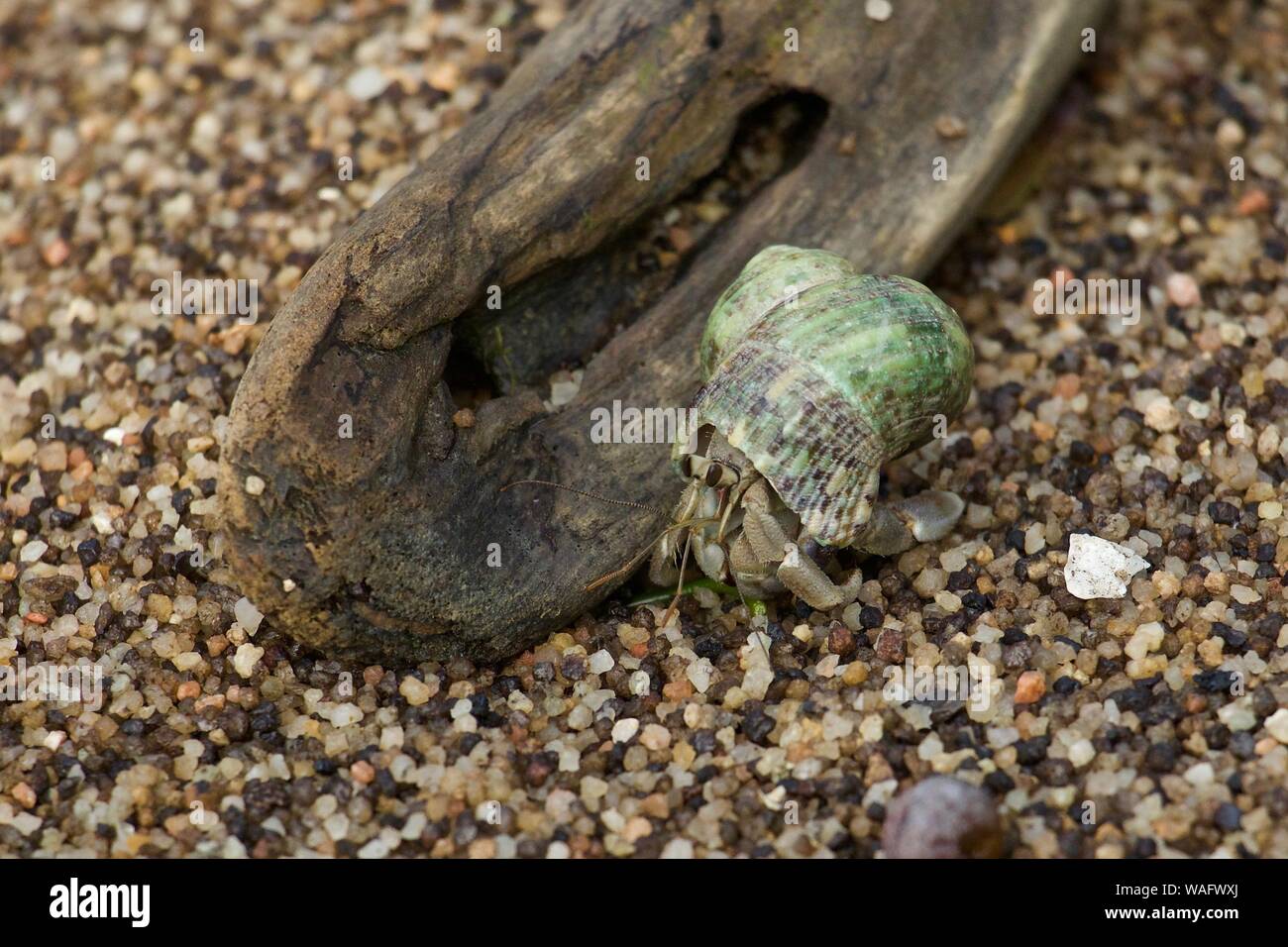 Green shell large female hermit crab Stock Photo - Alamy
