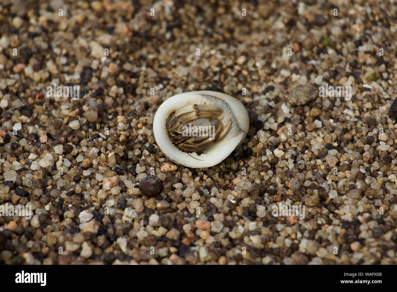 Inside a shell hi-res stock photography and images - Alamy