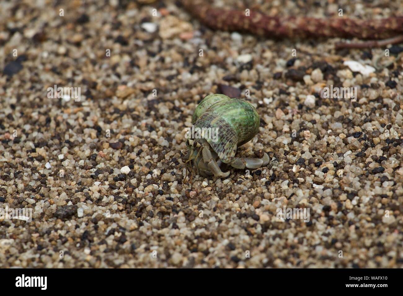Green shell large female hermit crab Stock Photo - Alamy