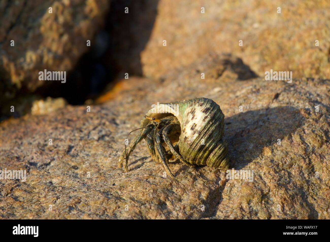 Large hermit crab hi-res stock photography and images - Alamy