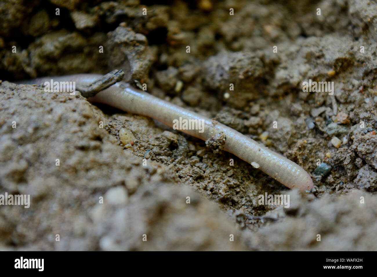 Close up of common earthworm on the ground, Lumbricus terrestris Stock ...
