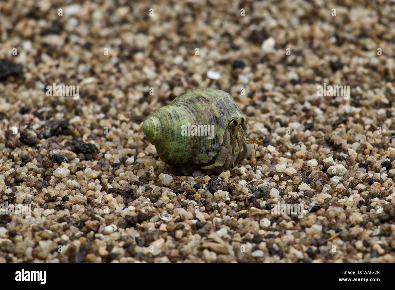 Green shell large female hermit crab Stock Photo - Alamy