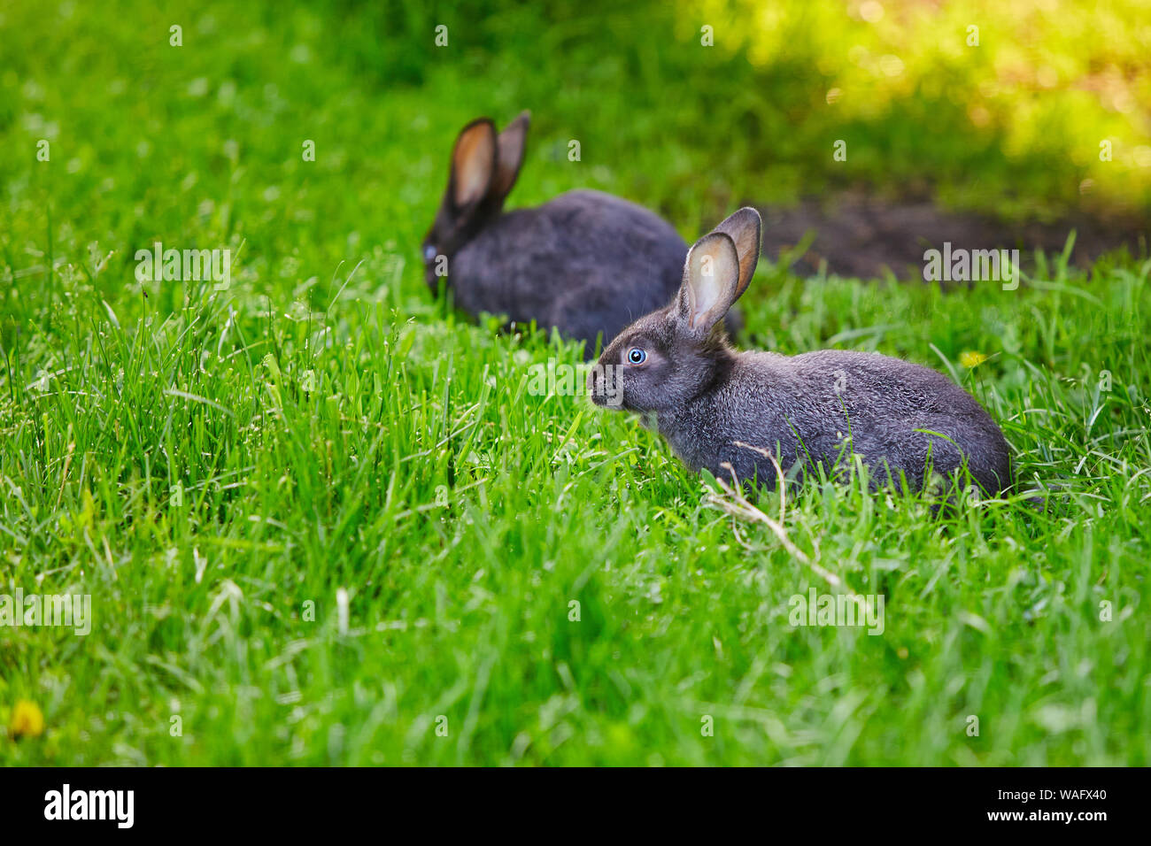 Two young european wild rabbits hi-res stock photography and images - Alamy