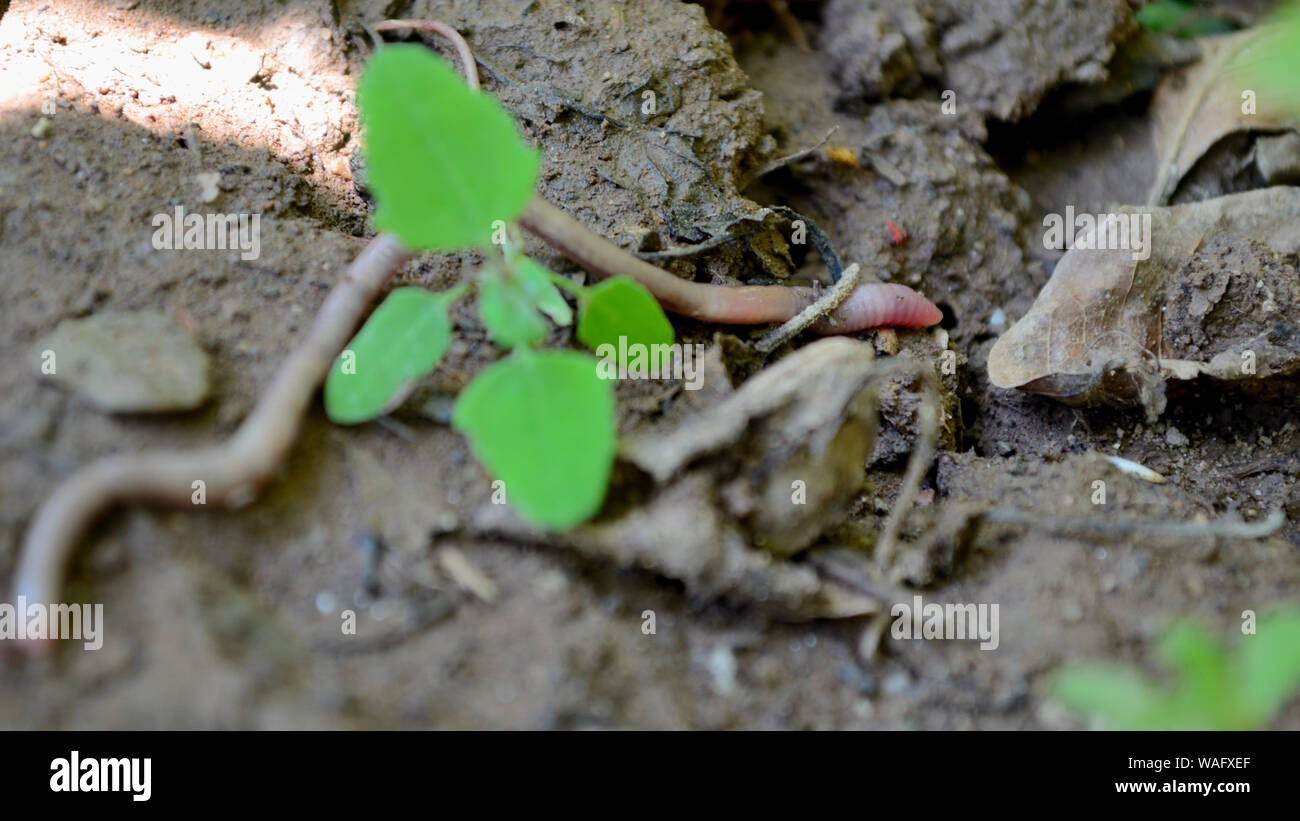 Common earthworm hi-res stock photography and images - Alamy