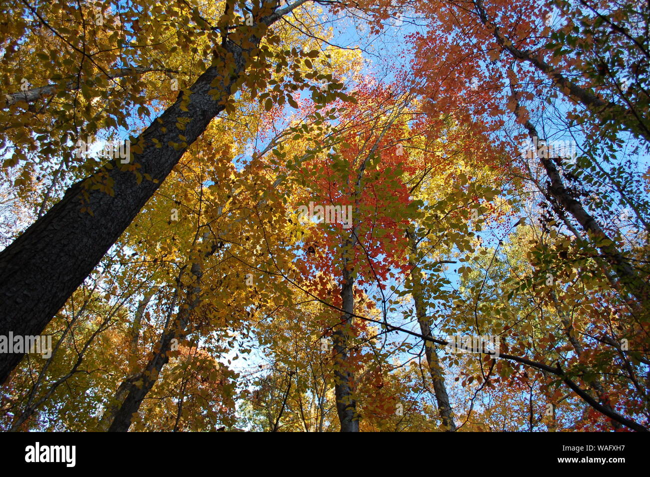 autumn landscape with colorful trees Stock Photo - Alamy