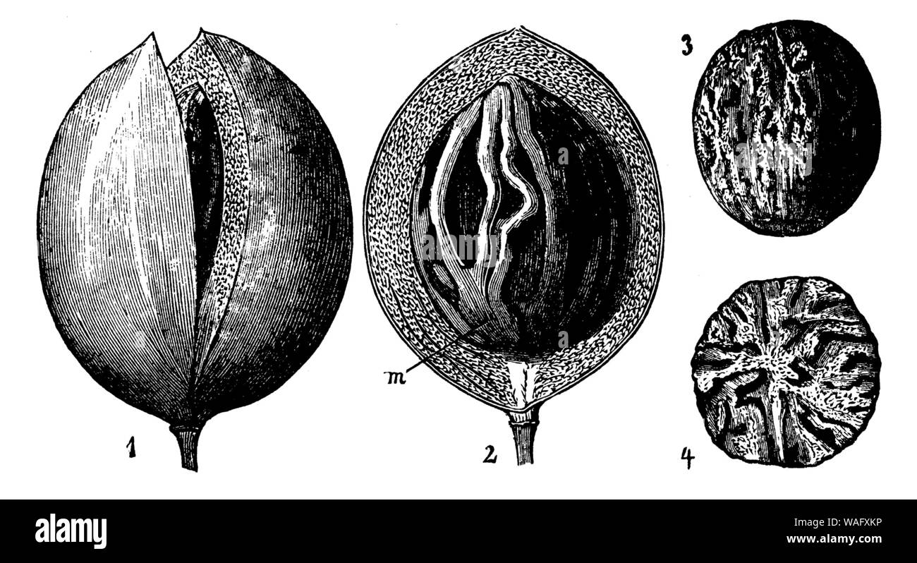 Myristica fragans illustrations hi-res stock photography and images - Alamy