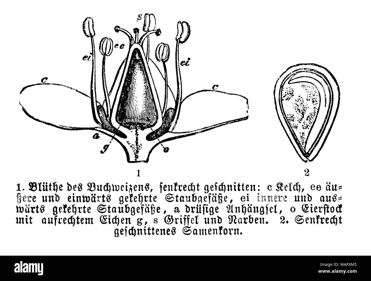 Buckwheat Grain Diagram
