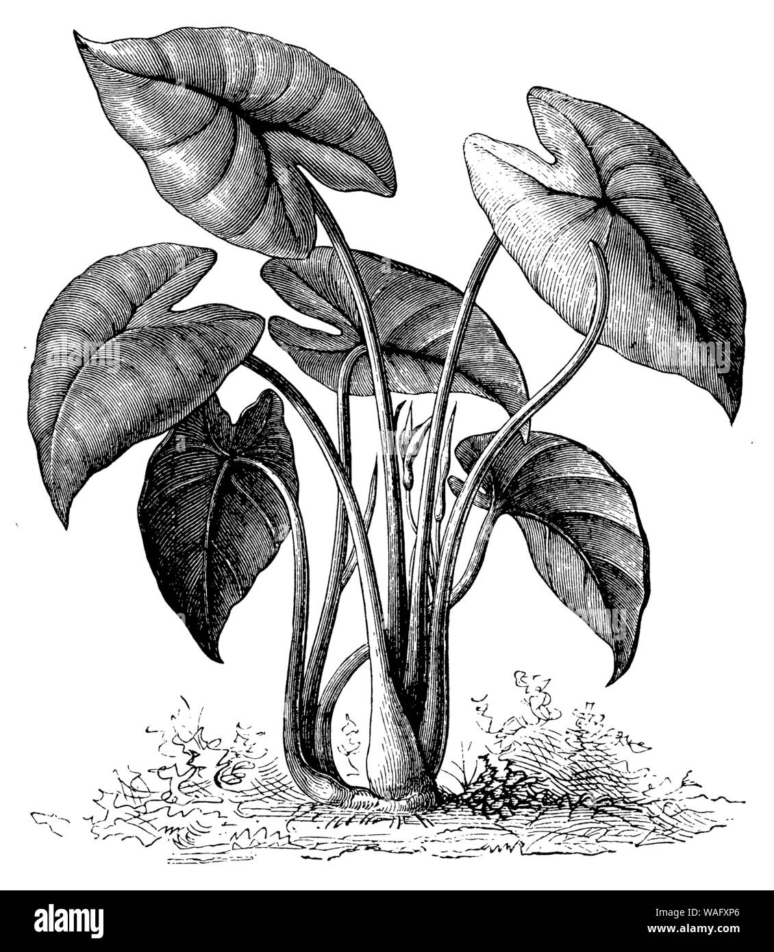 Taro Plant Drawing