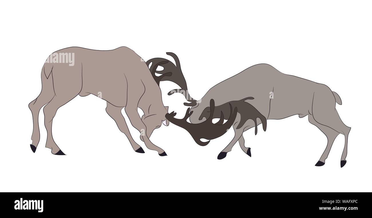 vector illustration of deer who fight, vector, color drawing, on white ...