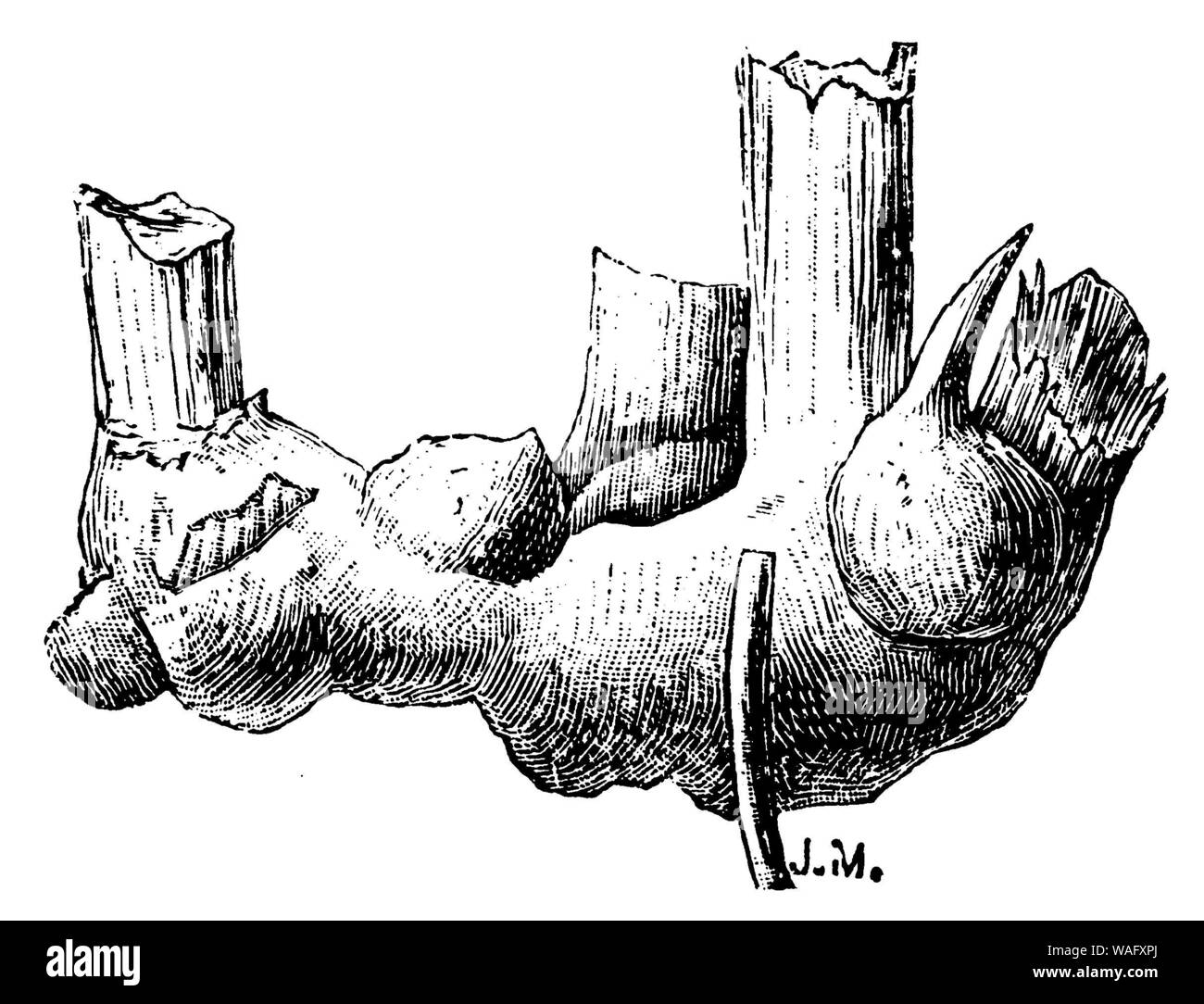 indian shot: root, Canna indica, (garden book, 1913 Stock Photo - Alamy