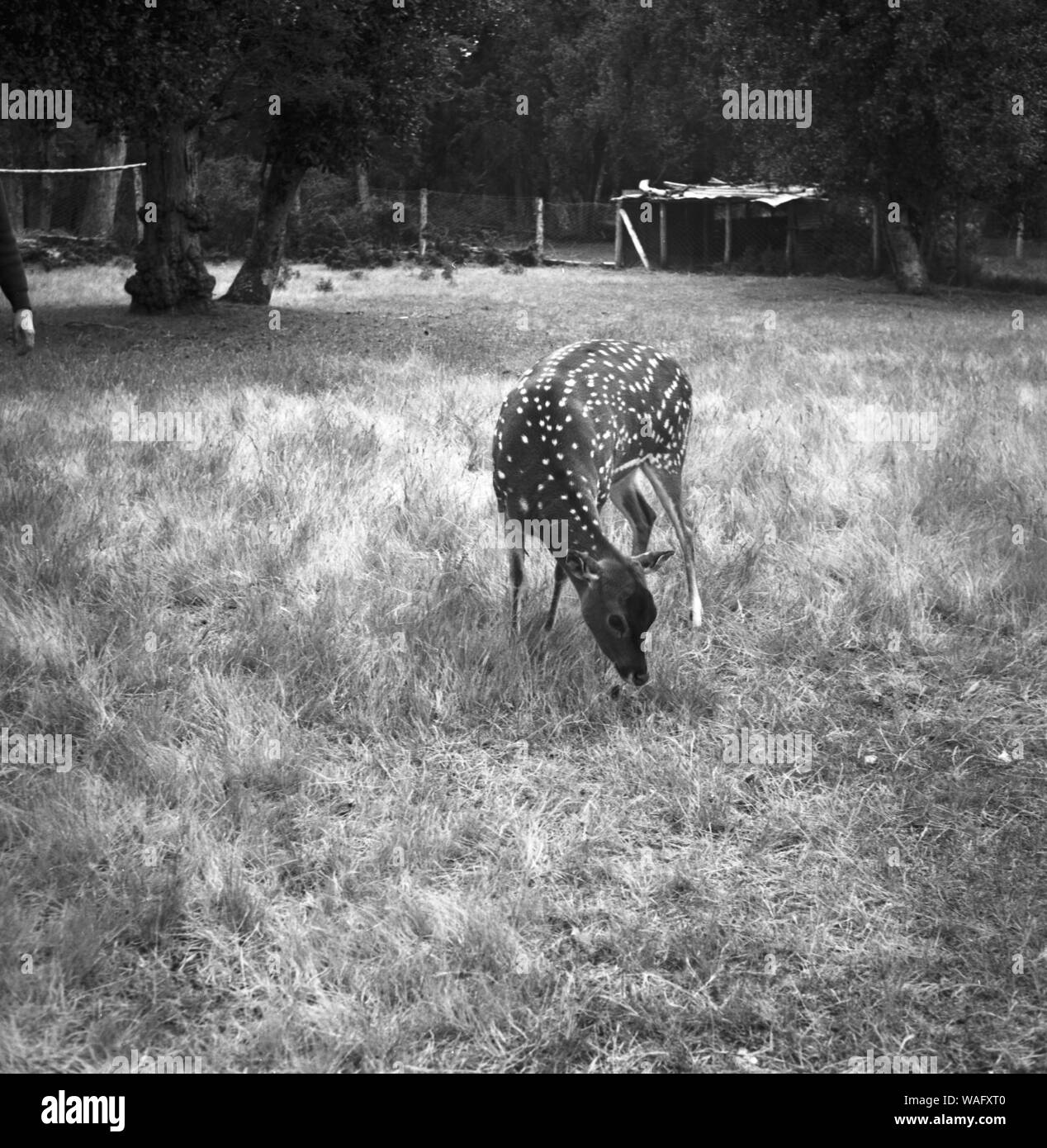 Reh am Lago Loloc nahe der Stadt Mendoza in Argentinien, 1957. Roe deer ...