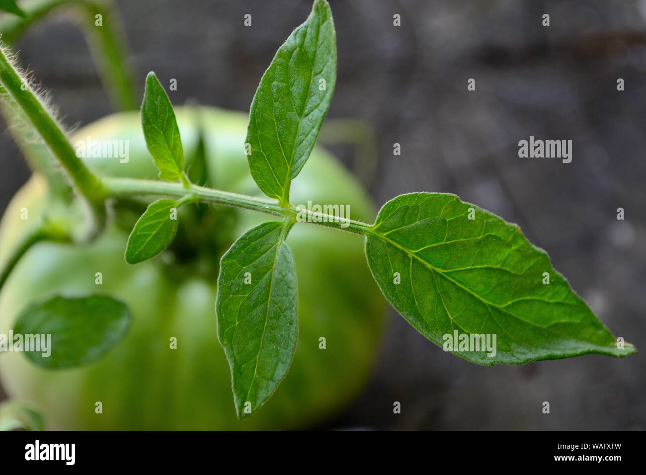 Tomato leaves green hi-res stock photography and images - Alamy
