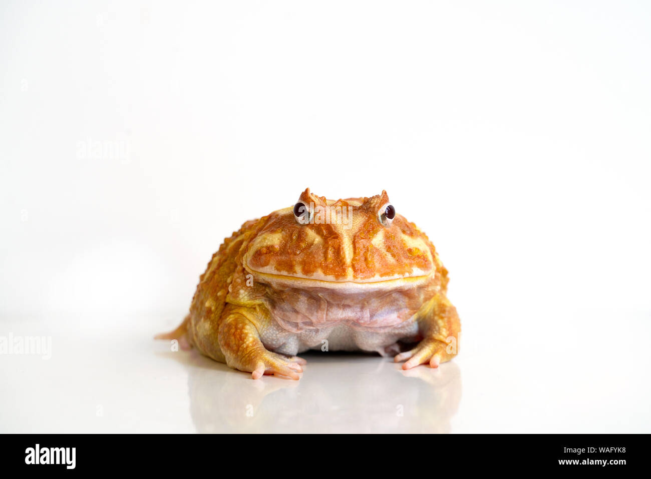 Albino Ceratophrys cranwelli frog on white background with reflection ...