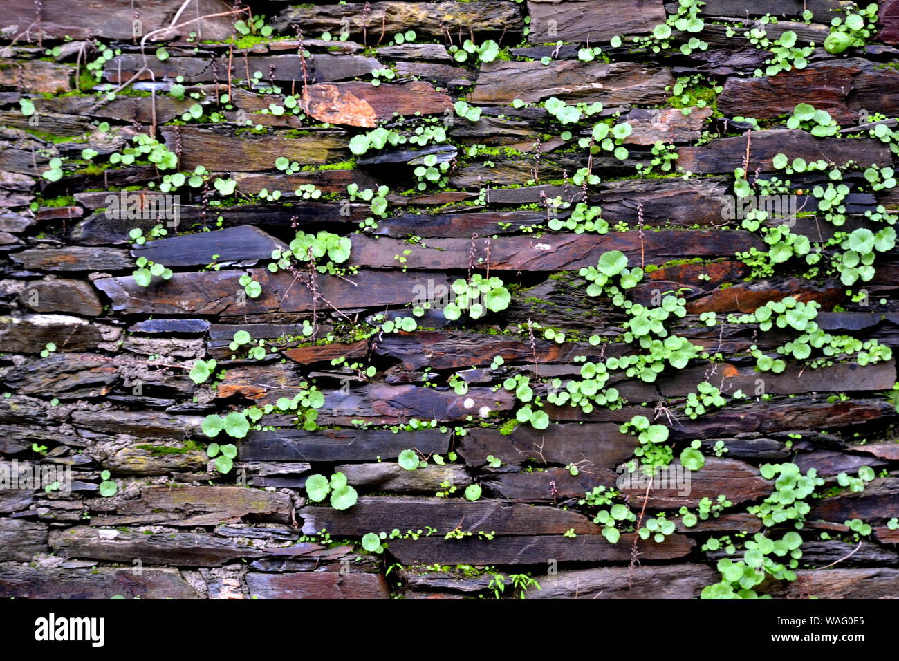 Close-up detail view of an old traditional stone wall built from schist ...