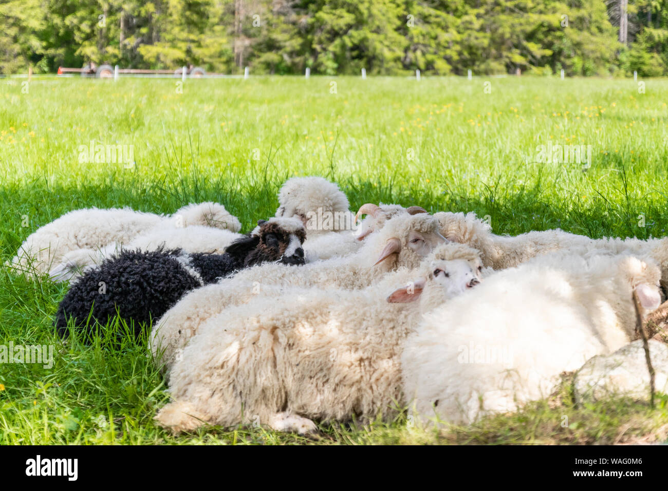 Raised livestock. Farm for collecting wool for production. Flock of ...