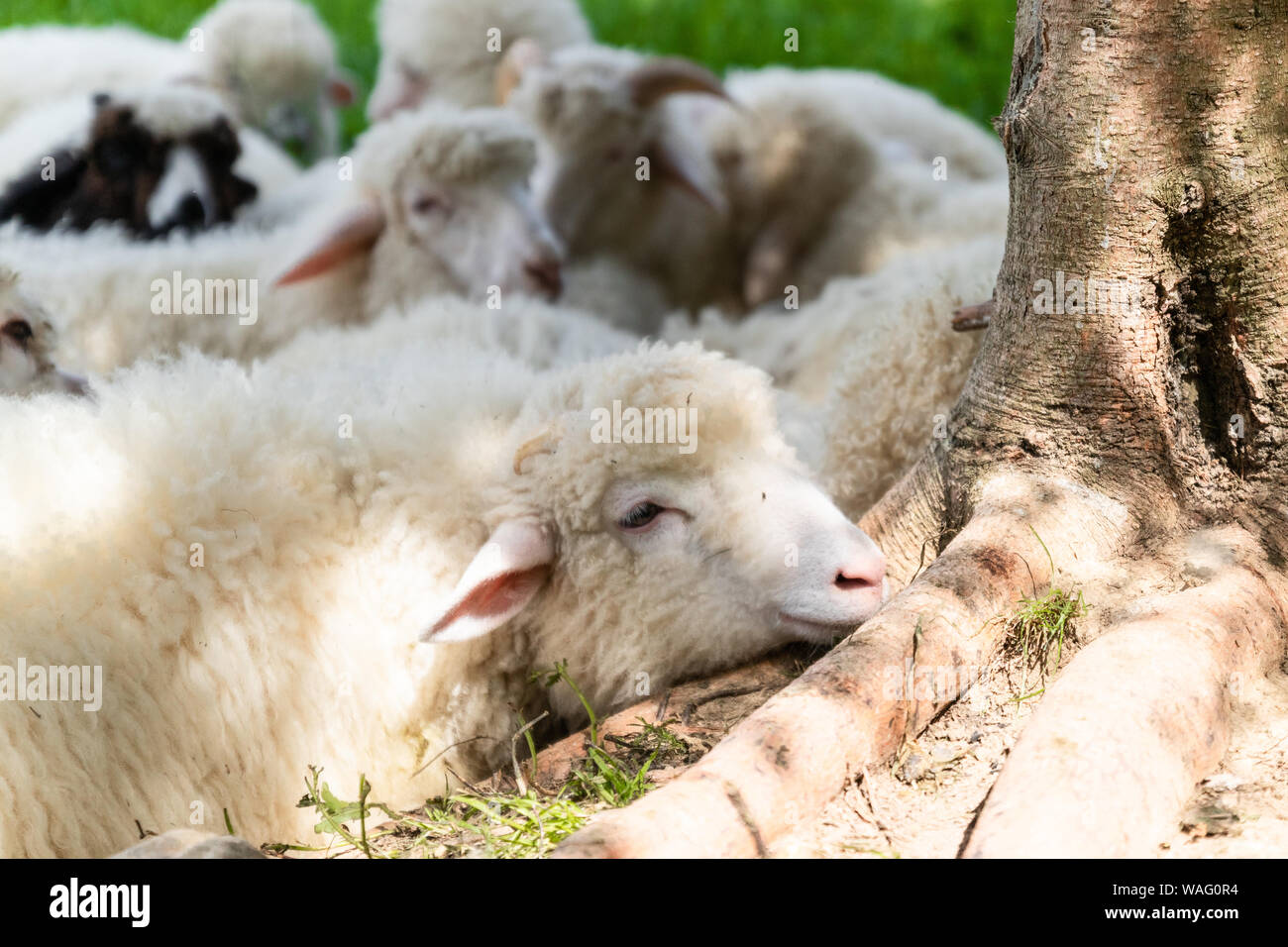 Cute clean fluffy lambs lie in the meadow and relax in the summer Stock ...