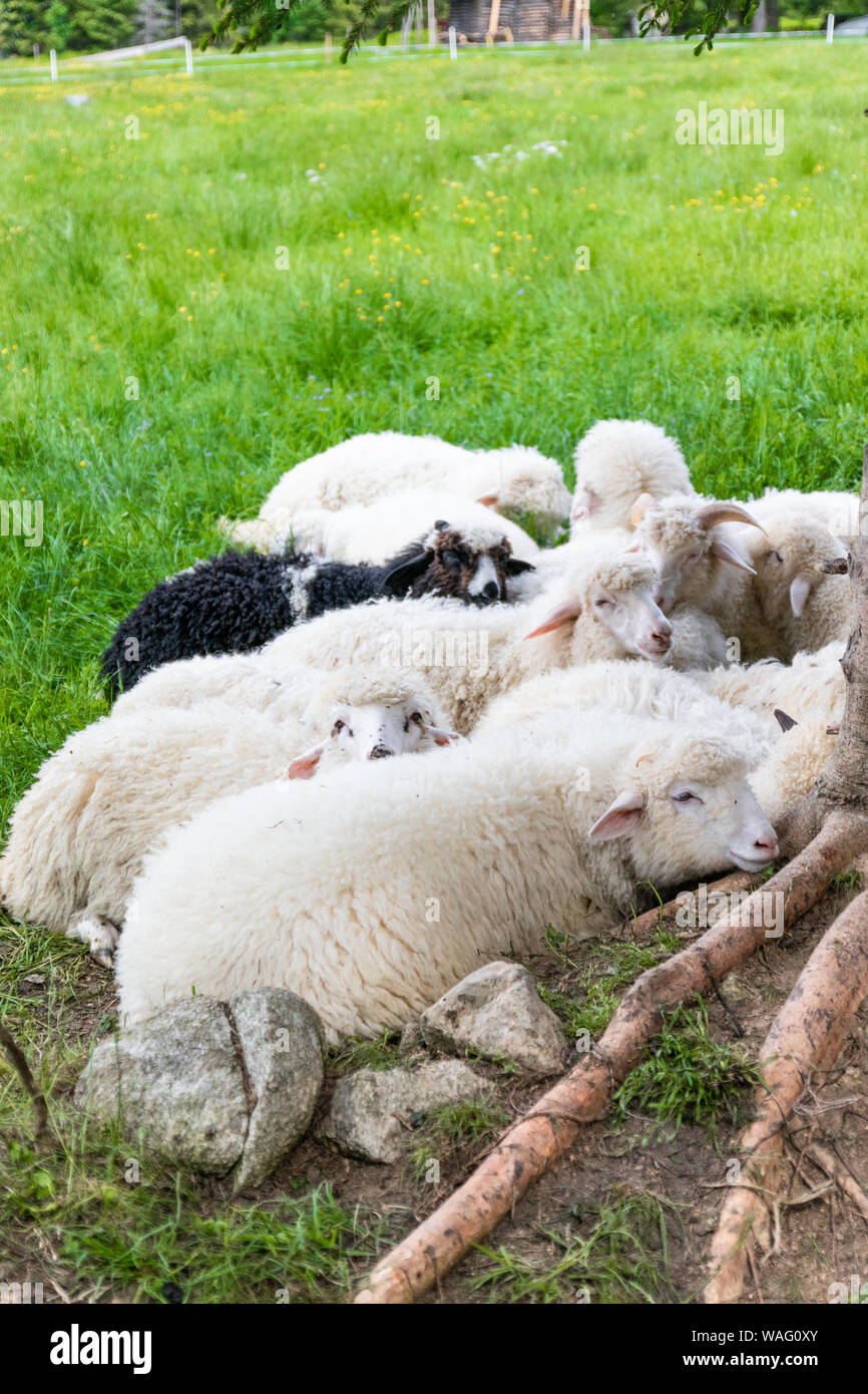 Collecting wool hi-res stock photography and images - Alamy