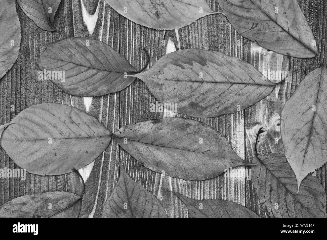 Yellow orange colors on Black and White Stock Photos & Images - Alamy