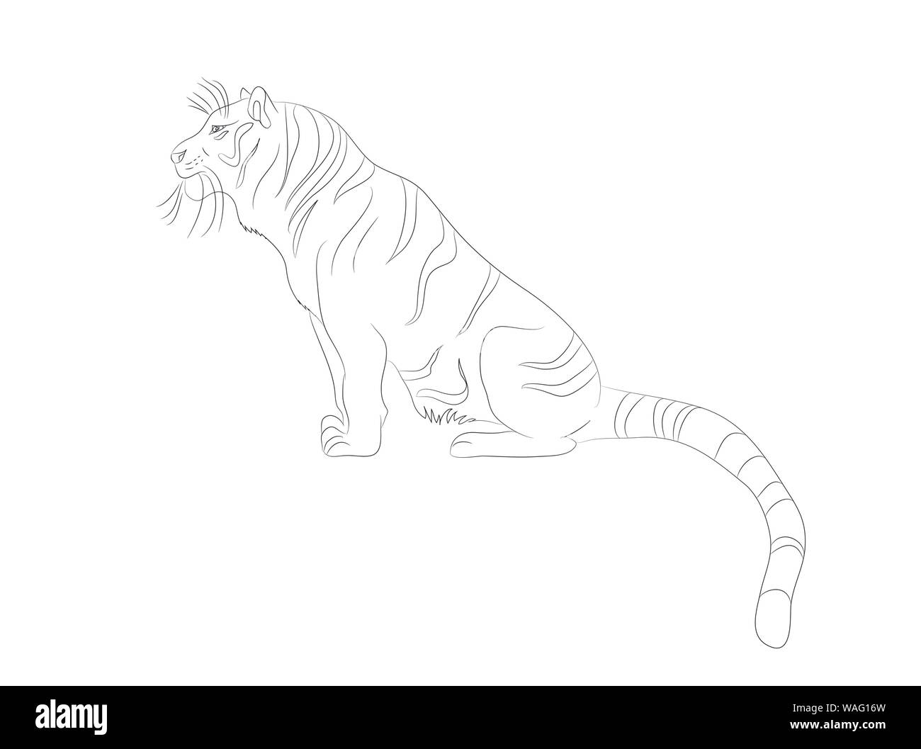 vector illustration of a tiger who sits, drawing lines, vector, white ...
