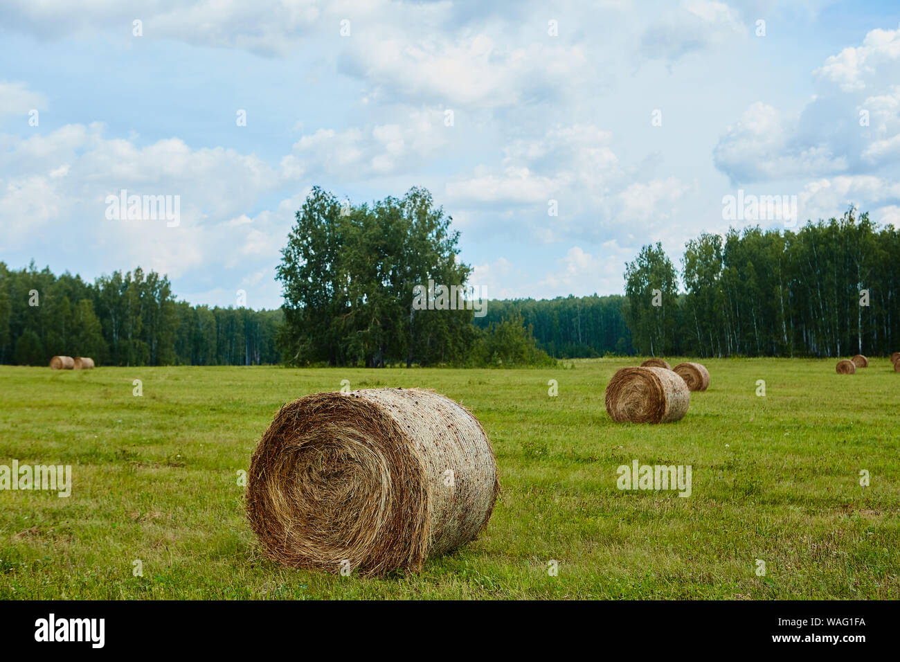 Rolled haystacks in the field of agriculture. Landscape usual for ...