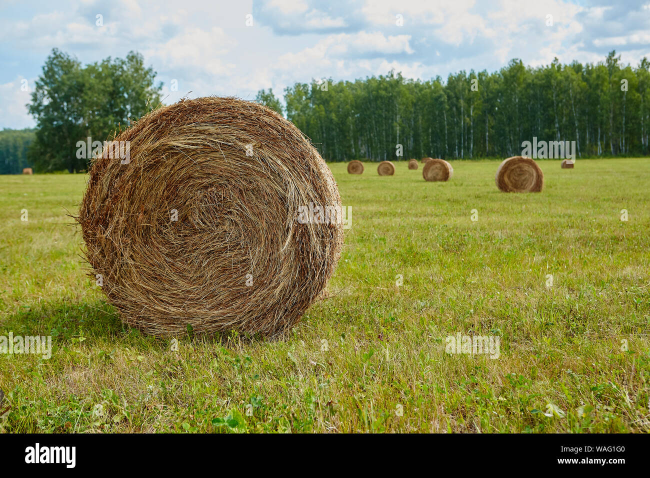 Rolled haystacks in the field of agriculture. Landscape usual for ...