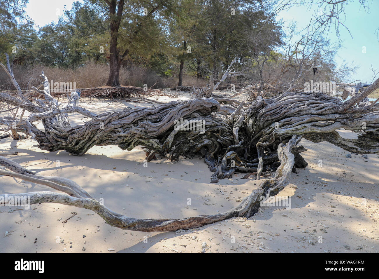 Old mangrove tree trunk at the beach in Gili Meno Island. Old tree ...