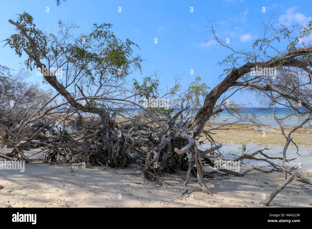 Old mangrove tree trunk at the beach in Gili Meno Island. Old tree ...