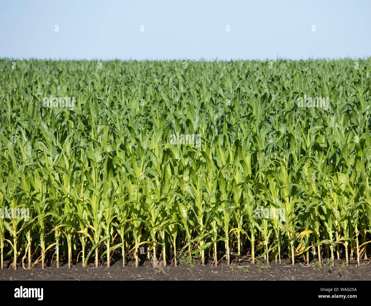 Soil profile agriculture hi-res stock photography and images - Alamy