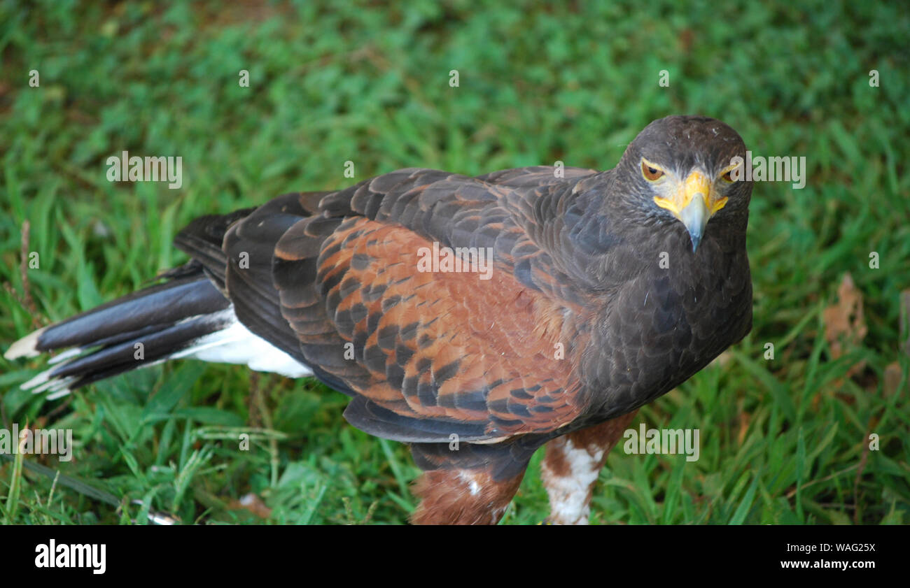 Beautiful large hawk standing in green grass Stock Photo - Alamy