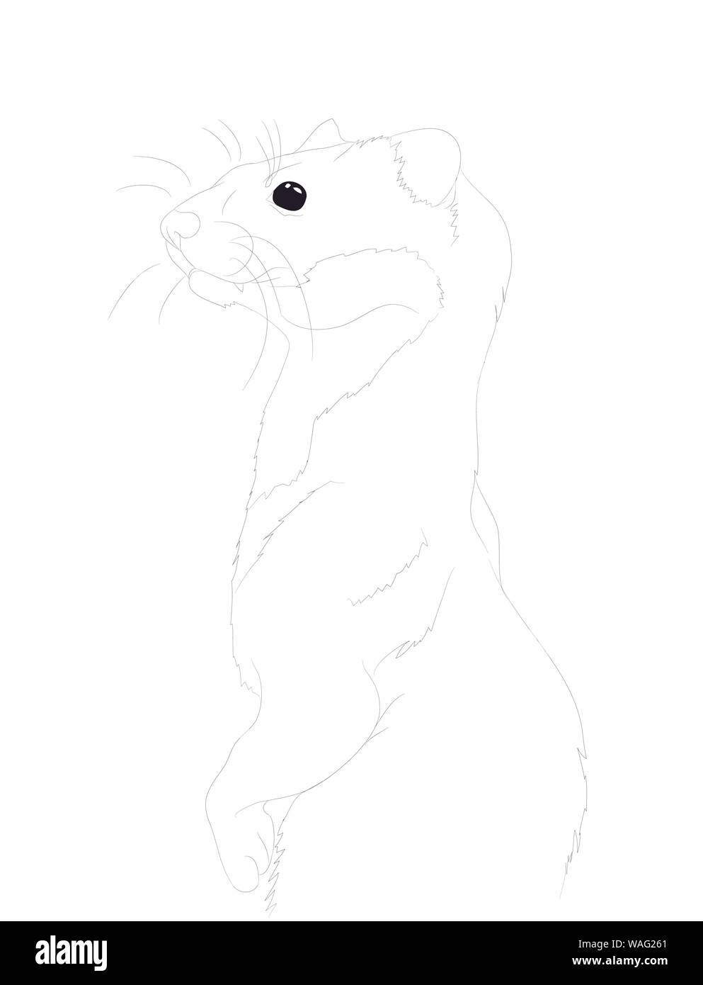 vector illustration of portrait of ferret, drawing by lines, vector ...