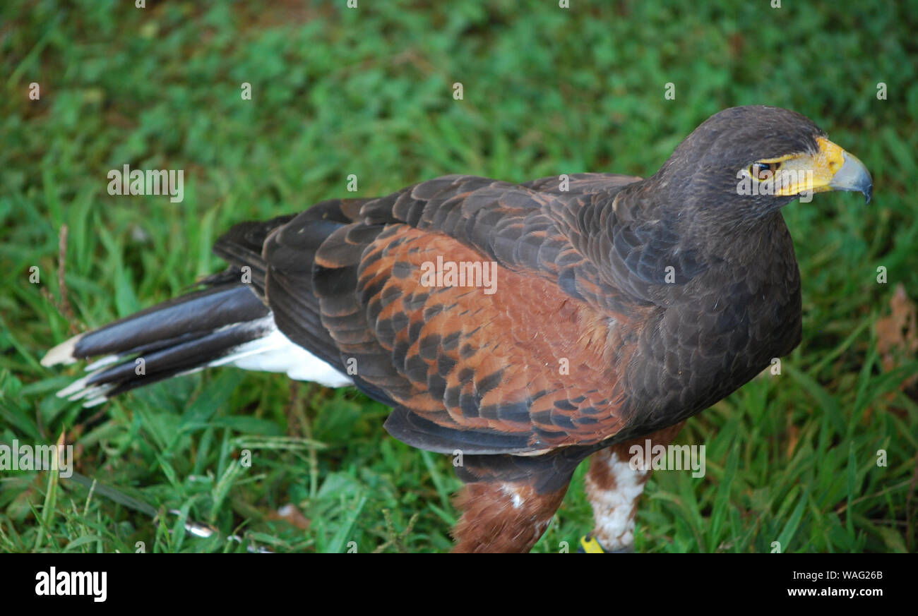 Amazing hawk standing in a green grass field Stock Photo - Alamy
