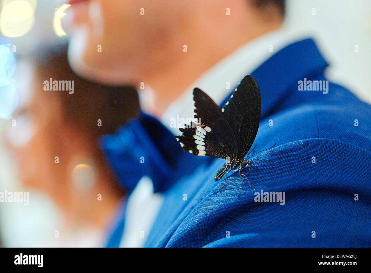 Beautiful butterfly sitting on hand hi-res stock photography and images ...