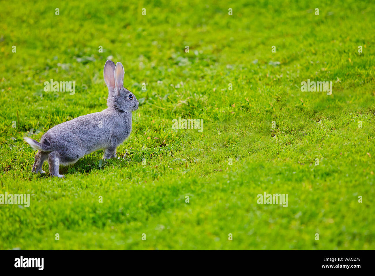 Outdoor Rabbit Run High Resolution Stock Photography and Images - Alamy