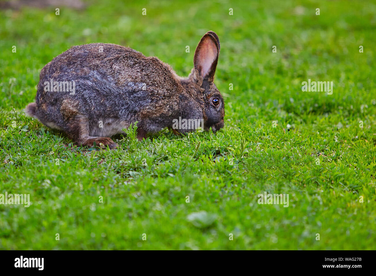 very old rabbit eating grass Stock Photo - Alamy
