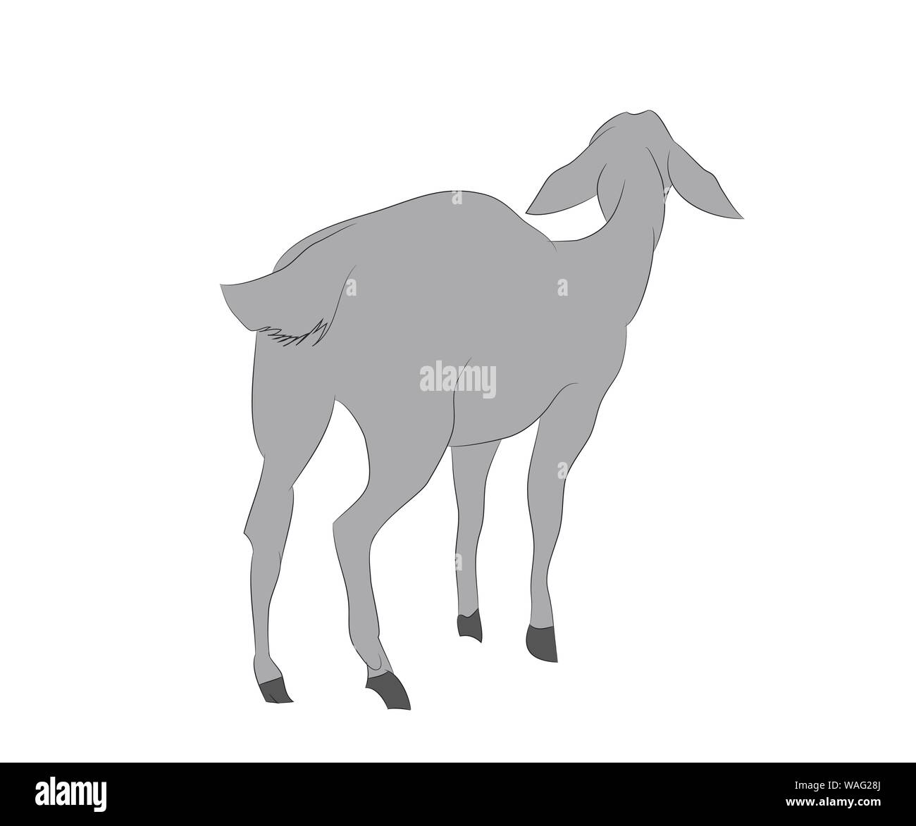 vector illustration of a goat that stands, drawing color, vector, white ...