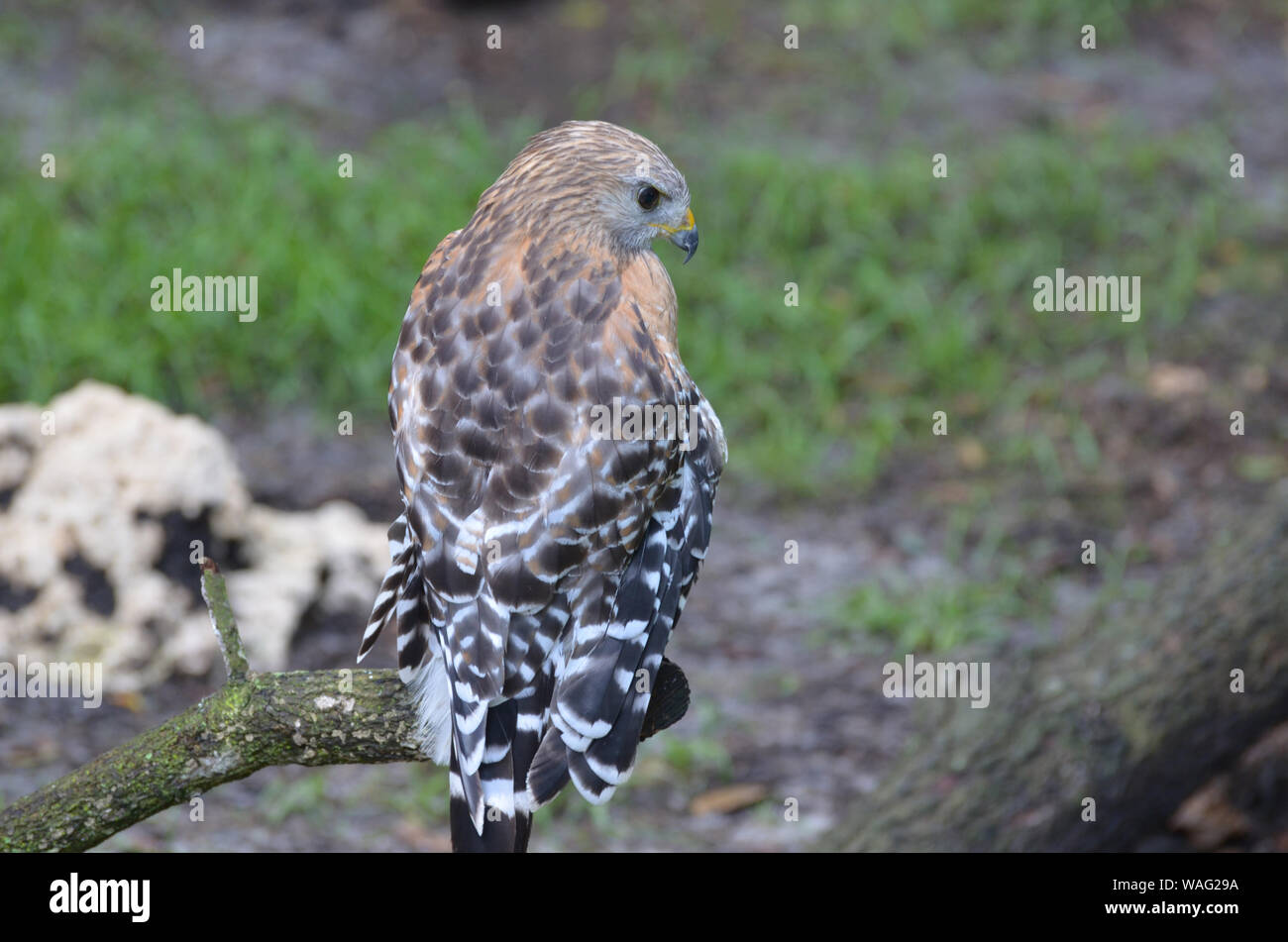 Beautiful hawk with gorgeous feathers running down his back Stock Photo ...
