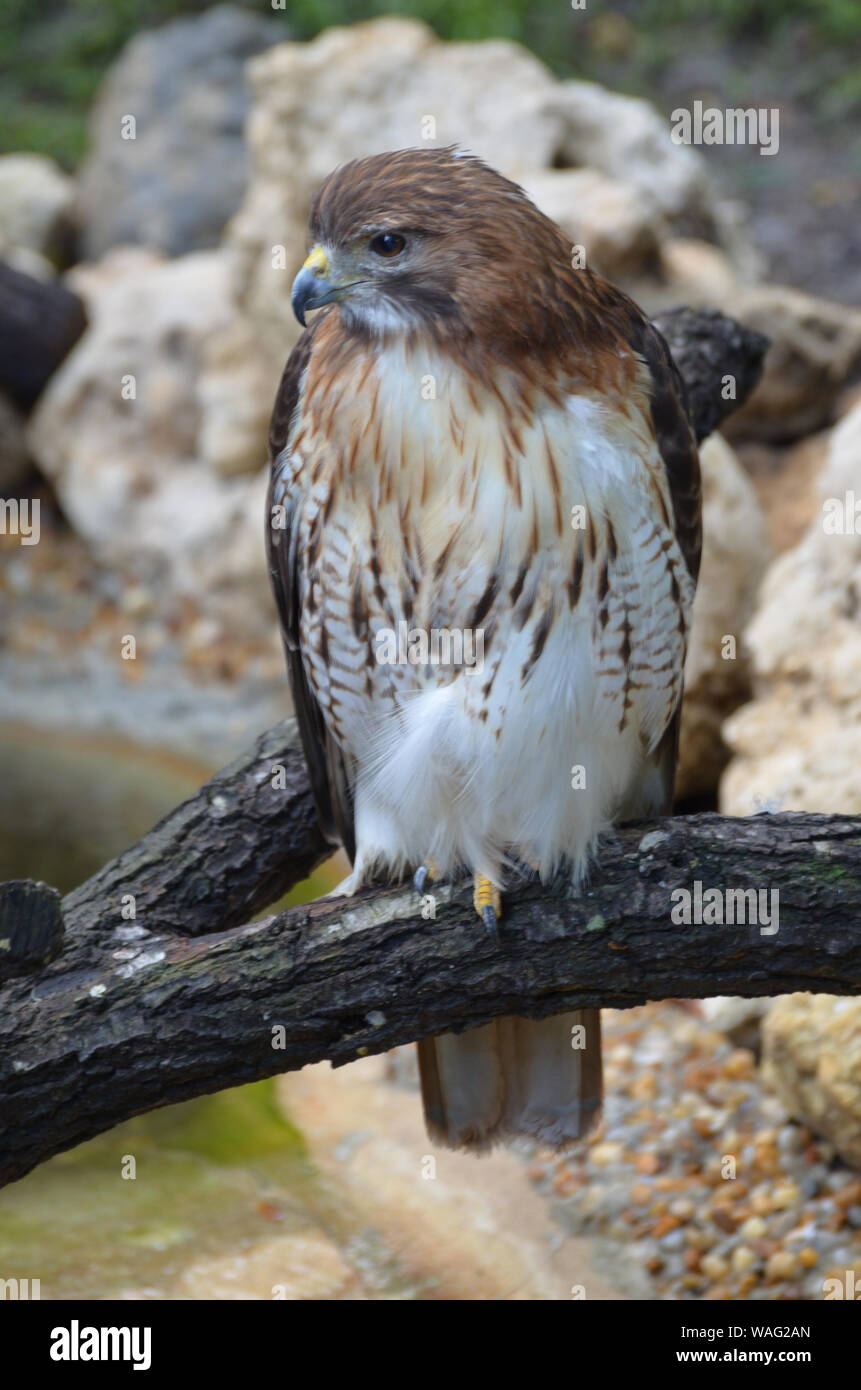 Raptor sitting on a tree branch fallen across a river Stock Photo - Alamy