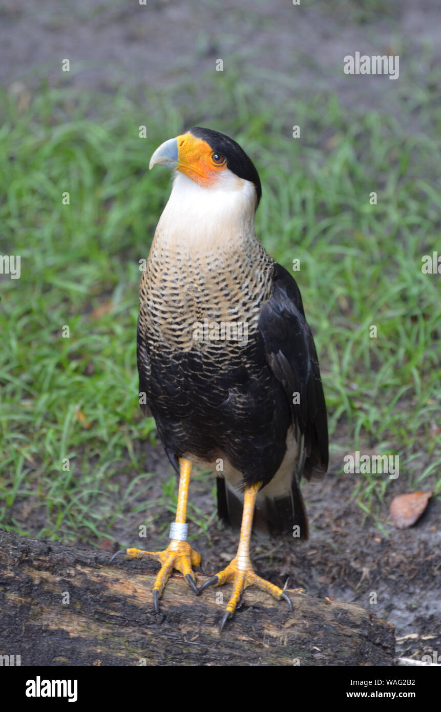 Hooked Beak High Resolution Stock Photography and Images - Alamy
