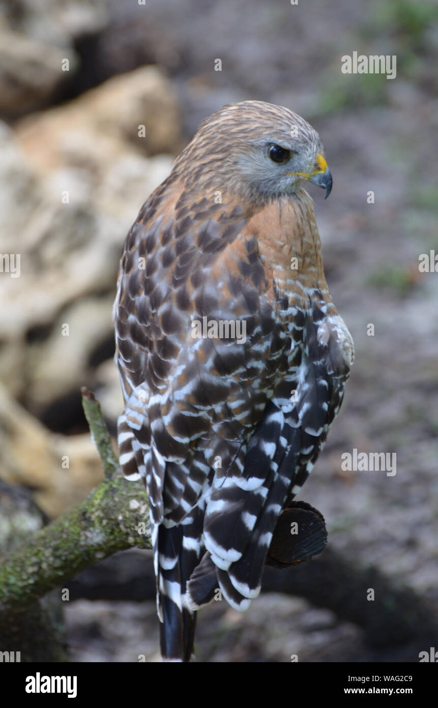 Spotted feathers on hawk hi-res stock photography and images - Alamy