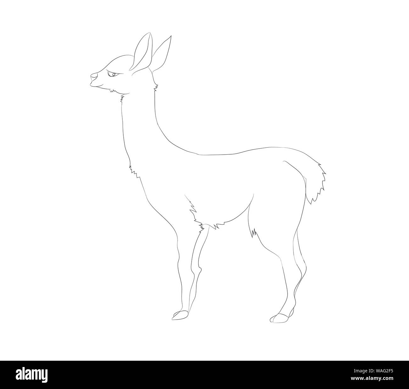 vector illustration of alpaca that stands, line drawing, vector, white ...