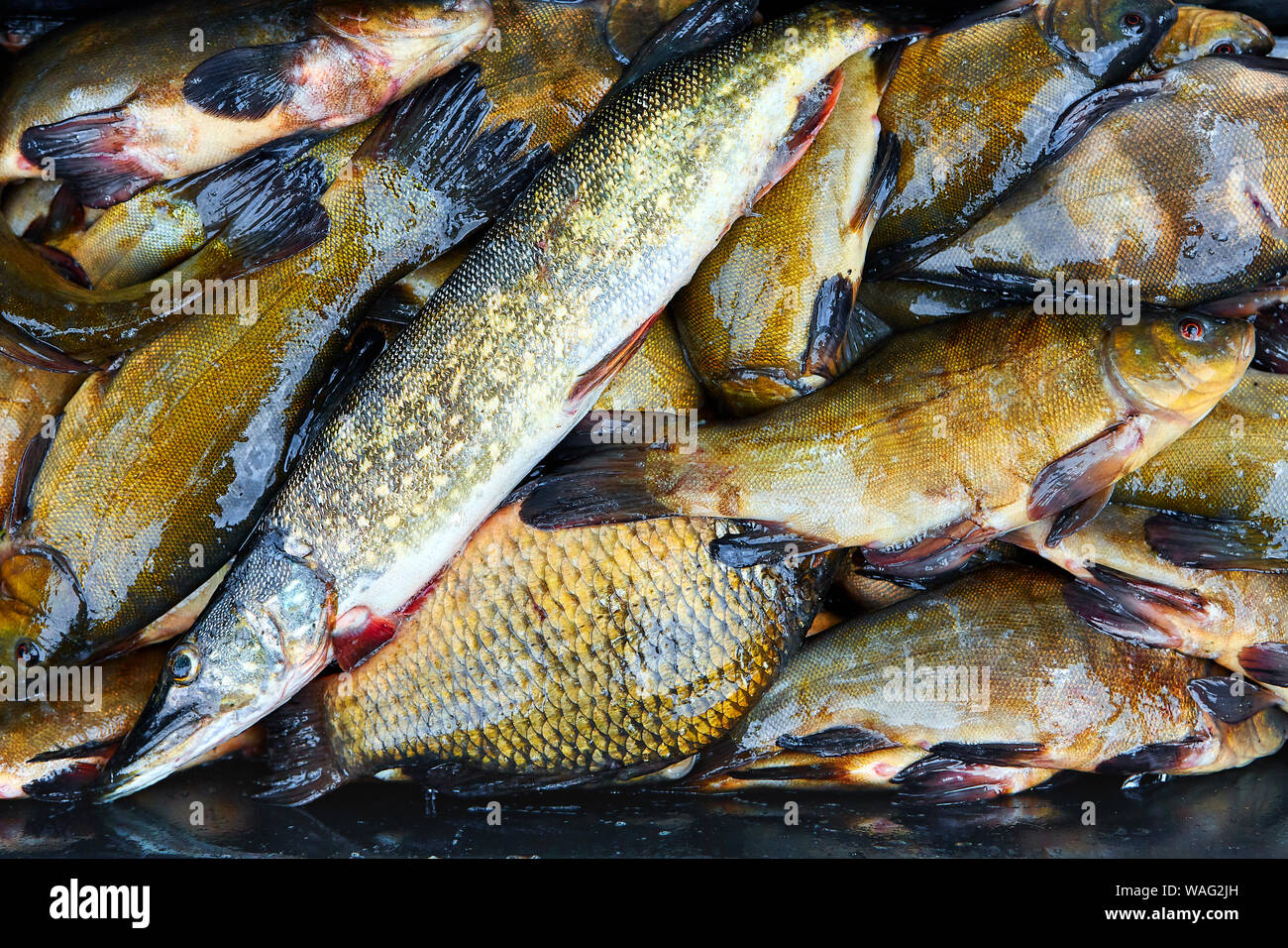 Fresh fish catch on sale Stock Photo - Alamy